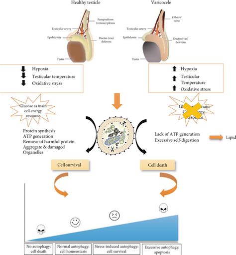Schematic Diagram Summarizing The Involvement Of Autophagic Processes
