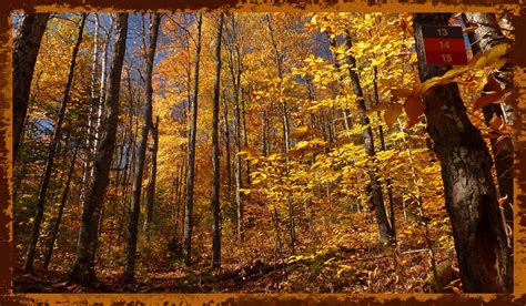 Herbst Goldene Farbe Wald Kostenloses Foto Auf Pixabay Pixabay