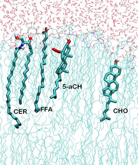 Molecular Dynamic Simulations Of Oxidized Skin Lipid Bilayer And Permeability Of Reactive Oxygen