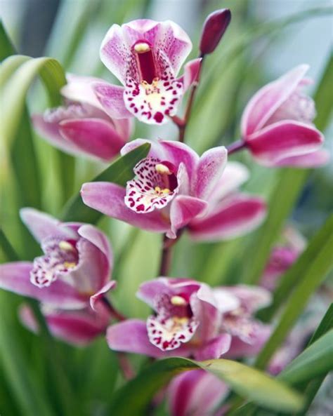 Easy Fragrant Flowers To Grow
