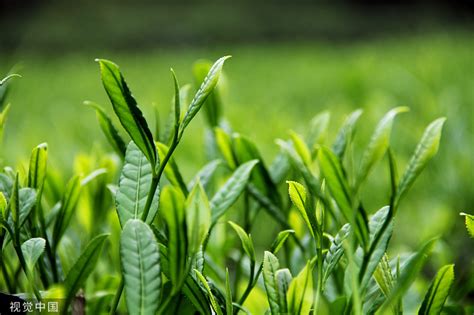 文化和旅游部：以茶文化赋能茶产业发展 以茶会友讲好中国故事 经济频道 央视网