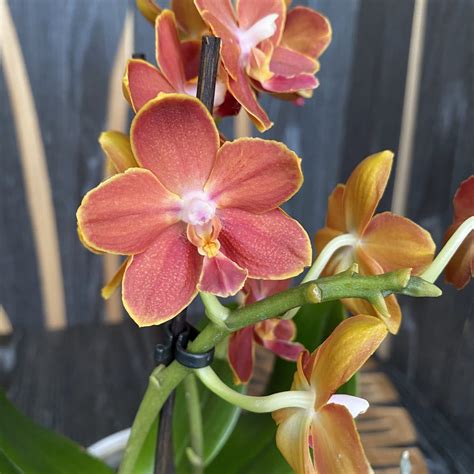 Phalaenopsis Yaphon Perfume - flori parfumate – Floraria Secret Garden (SG)