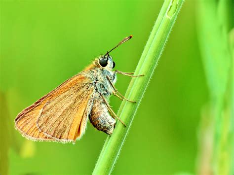 2560x1440 Wallpaper Gray And Brown Moth Peakpx