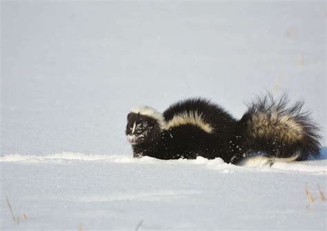 Do Skunks Hibernate In The Winter