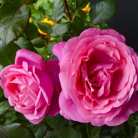 Desiree Hybrid Tea Bush Rose £1575 Eastcroft Roses