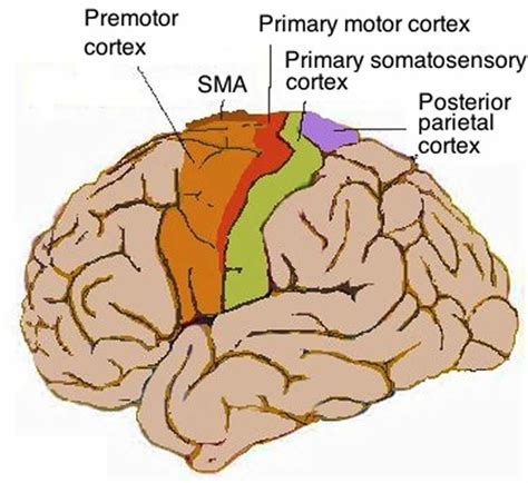 Treating Als By Targeting Upper Motor Neurons Neuroscience News