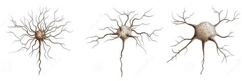 Neurons with Intricate Dendritic Structures, Showcasing Various Shapes ...