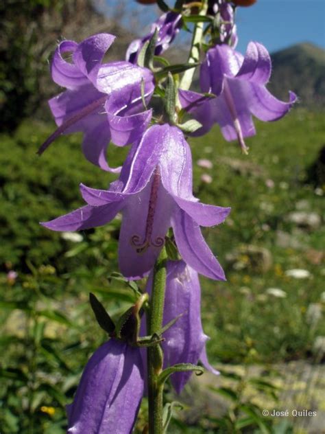 Campanula Rapunculoides