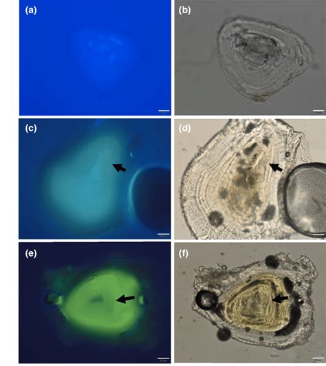 Octopus Huttoni Stylet Sections Showing Fluorescence Under Uv Light A Download Scientific