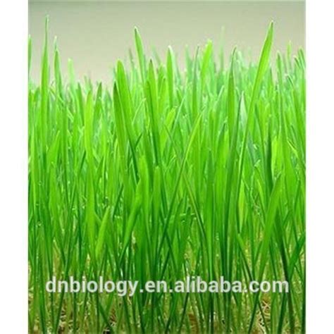 Oat Grass Powder Oat Milk Powder Oat Grass Juice Powder Oats Seedlings