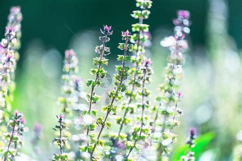 生长家庭花园中的罗勒植物高清图片下载 正版图片300371343 摄图网