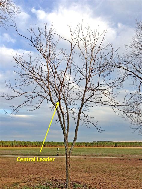 Northern Pecans Pruning A Neglected Pecan Tree