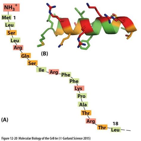 Intracellular Protein Trafficking Flashcards Quizlet