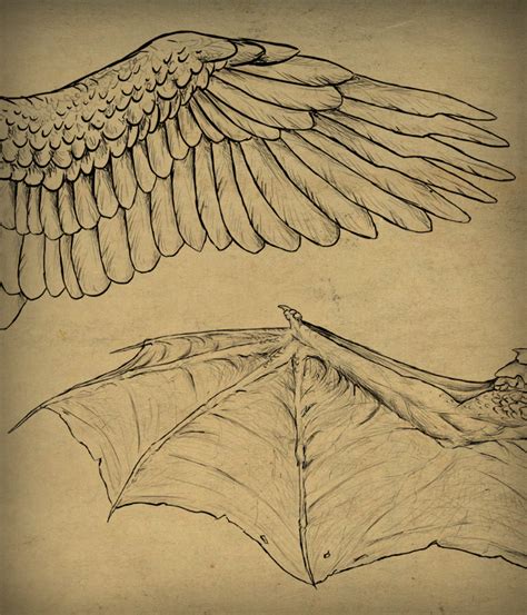 Taking Flight A Beginners Guide Into Drawing Wings Tuts Design Illustration Article