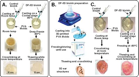 Deepfreeze 3d Df‐3d Biofabrication Of Complex Human‐size Tissue‐like Download Scientific