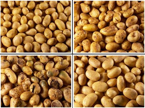 newtec s high performance optical sorting machine for potatoes partner