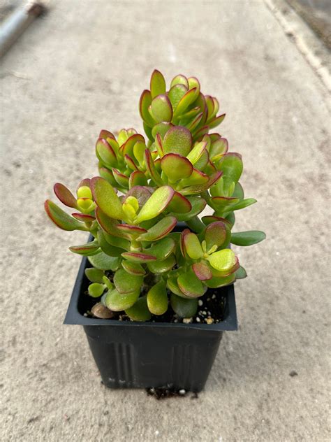 Crassula Ovata Crosbys Compact Devil Mountain Wholesale Nursery