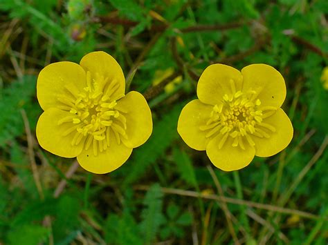 Buttercup Flower