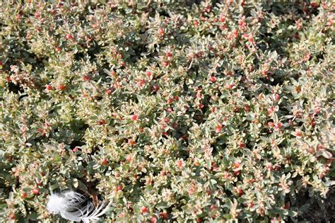 Atriplex Semibaccata Plant Biodiversity Of South Western Morocco