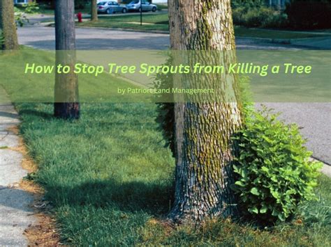 How To Stop Tree Sprouts From Killing A Tree Best Ways
