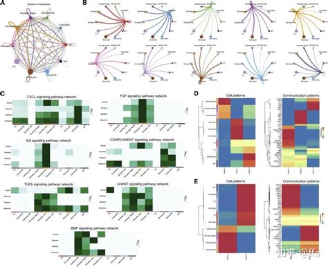 人类细胞图谱计划与单细胞测序62——cellchat应用总结（上） 知乎