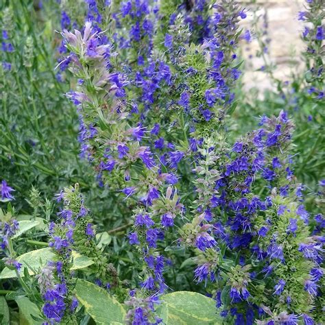 Hyssopus Officinalis Hyssop Uses In Cosmetics Cosmetic