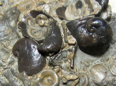 Platyceras Spiniplatyceras Arkonense Gastropods The Fossil Forum