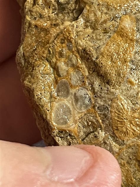 Tentacle Like With A Sea Snail Shaped Outline What Is This R Fossilid