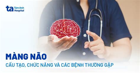 Màng não là gì Cấu tạo chức năng và các bệnh lý thường gặp