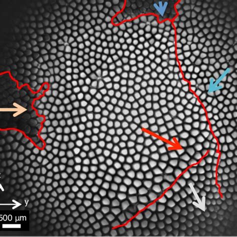 Figure Si1 Solid Liquid Interface Pattern Of A Scn 024wt Camphor