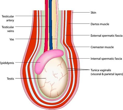 Scrotum Anatomy Layers