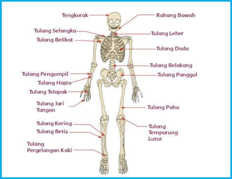 Pengertian Struktur Fungsi Dan Jenis Tulang Manusia Riset