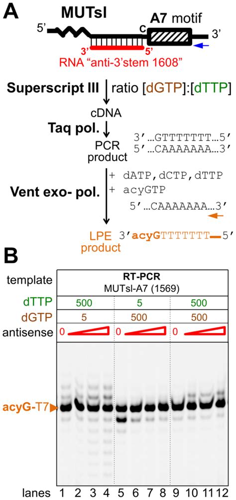 Stimulation Of Reverse Transcriptase Generated Cdnas With Specific Indels By Template Rna