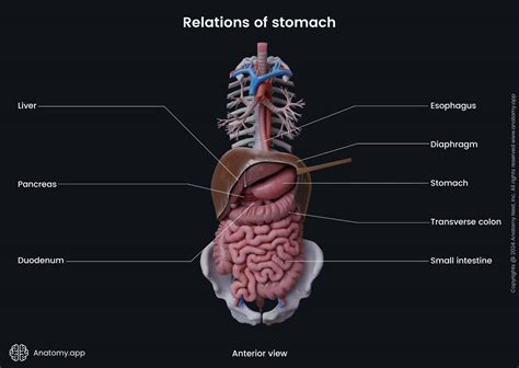 Stomach Anatomy App