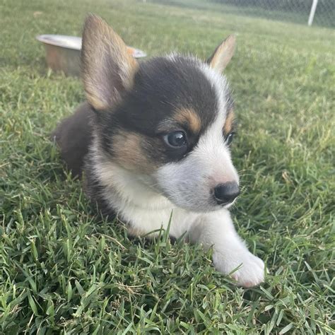 Gavin Coffman Youtube