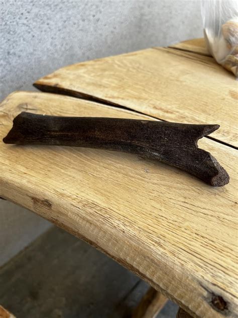 Bone Or Perhaps A Fossilized Bone R Bonecollecting