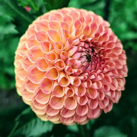 Jomanda Good Life Dahlias