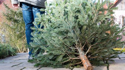 Book A Charity Christmas Tree Collection To Give Back This Christmas Love Essex Microsite