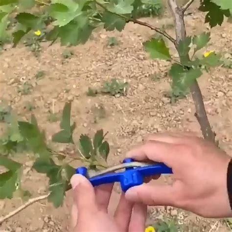Fixator For Branch Modeling Video Video In Espalier Fruit