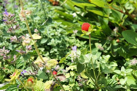 Walderdbeere Frucht Rot Kostenloses Foto Auf Pixabay