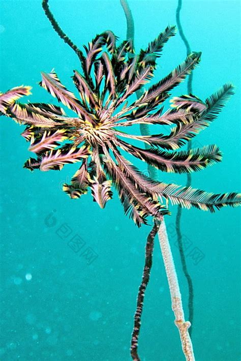 水下海洋生物图片 包图网企业站