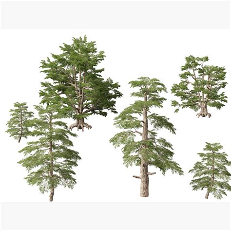 Cedrus Libani Cedar Of Lebanon Highpoly And Lowpoly 3d Model