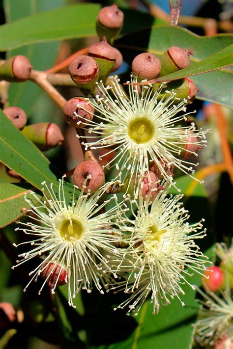 Пятнистая камедь дерево и древесина Corymbia Maculata