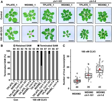 Tplate Complex‐dependent Endocytosis Attenuates Clavata1 Signaling For