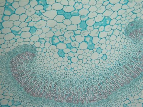 Wholesale Bs 2063t Trinocular Biological Microscope Manufacturer And Supplier Bestscope