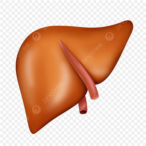 인체 일러스트 기관 내장 간 간 클립 아트 인간 장기 내장 간 Png 일러스트 및 Psd 이미지 무료 다운로드 Pngtree