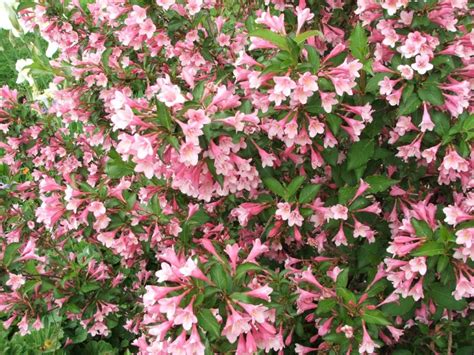 Weigela florida вейгела квітуча Pink Princess Сад Город