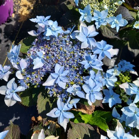 Hydrangea Tuff Stuff Aha Kennedys Country Gardens Garden Center