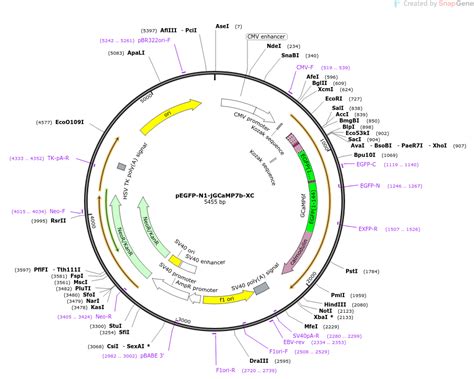Addgene Pegfp N1 Jgcamp7b Xc