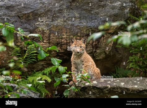Eurasian Lynx Hiding In The Forest Small Lynx Hiding In The Bushes Cute Lynx Looking To The